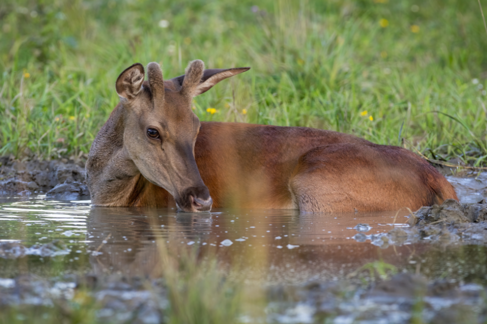 Barasingha Deer
