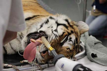 Zoo Animal and Wildlife Immobilization and Anesthesia - NexGen ...