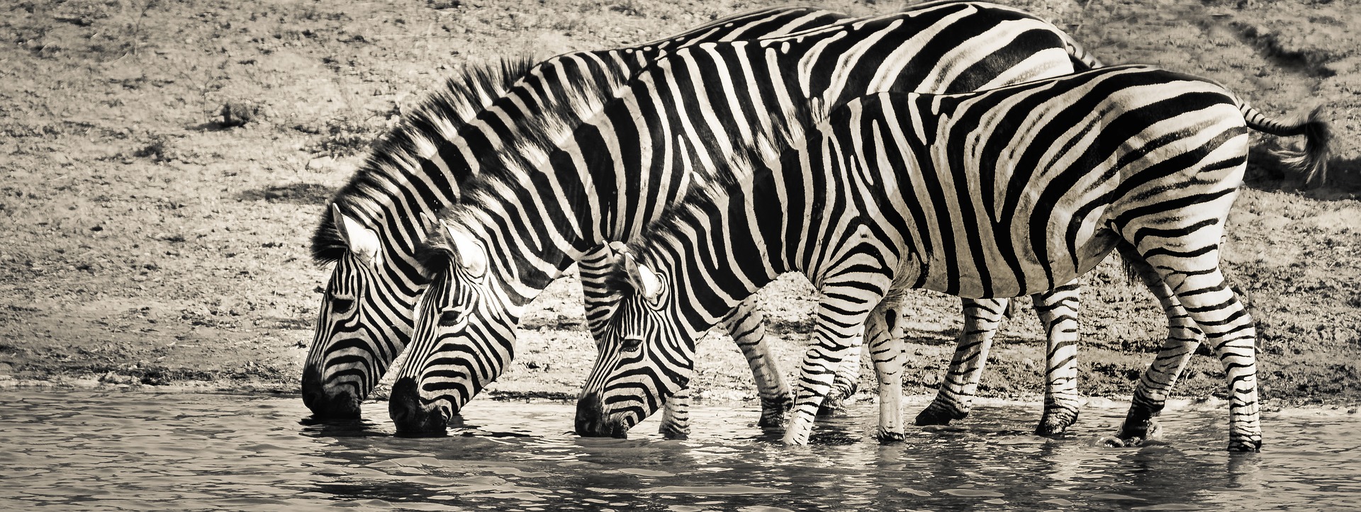 How Is Zoology Related To Veterinary Science NexGen Pharmaceuticals
